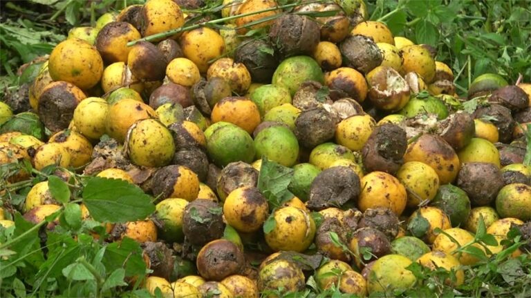 Citrus fruit fly management training for Tsirang mandarin growers - BBSCL