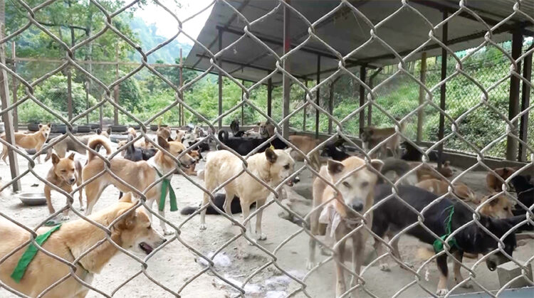 Sarpang takes action to control stray dogs and combat rabies - BBSCL