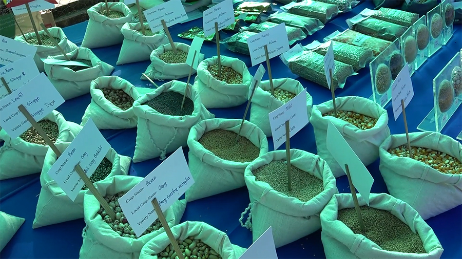 Over 1,000 rare seed samples collected for conservation at Biodiversity ...