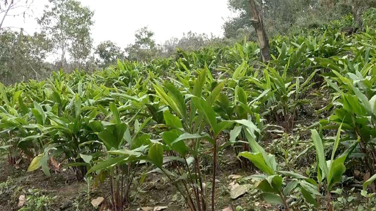 Pema Gatshel's Labar villagers reap benefits of cardamom farming - BBSCL