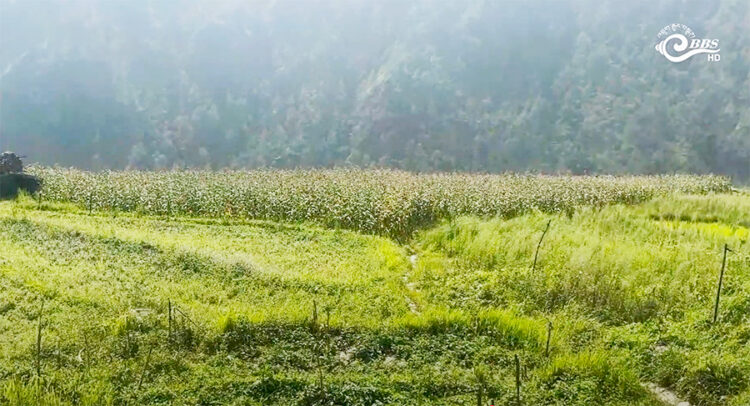 Maize turns lucrative for Monggar farmers, attracting new growers - BBSCL