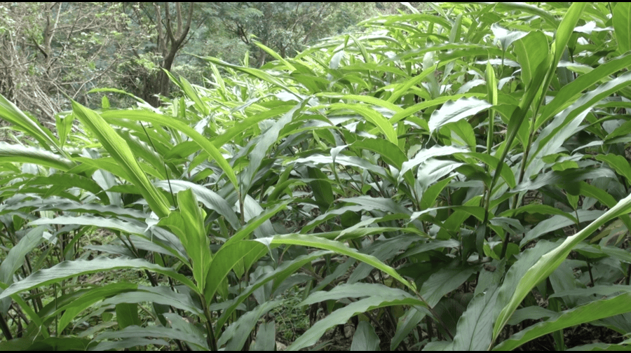 High returns push farmers to take up cardamom cultivation in Samkhar ...